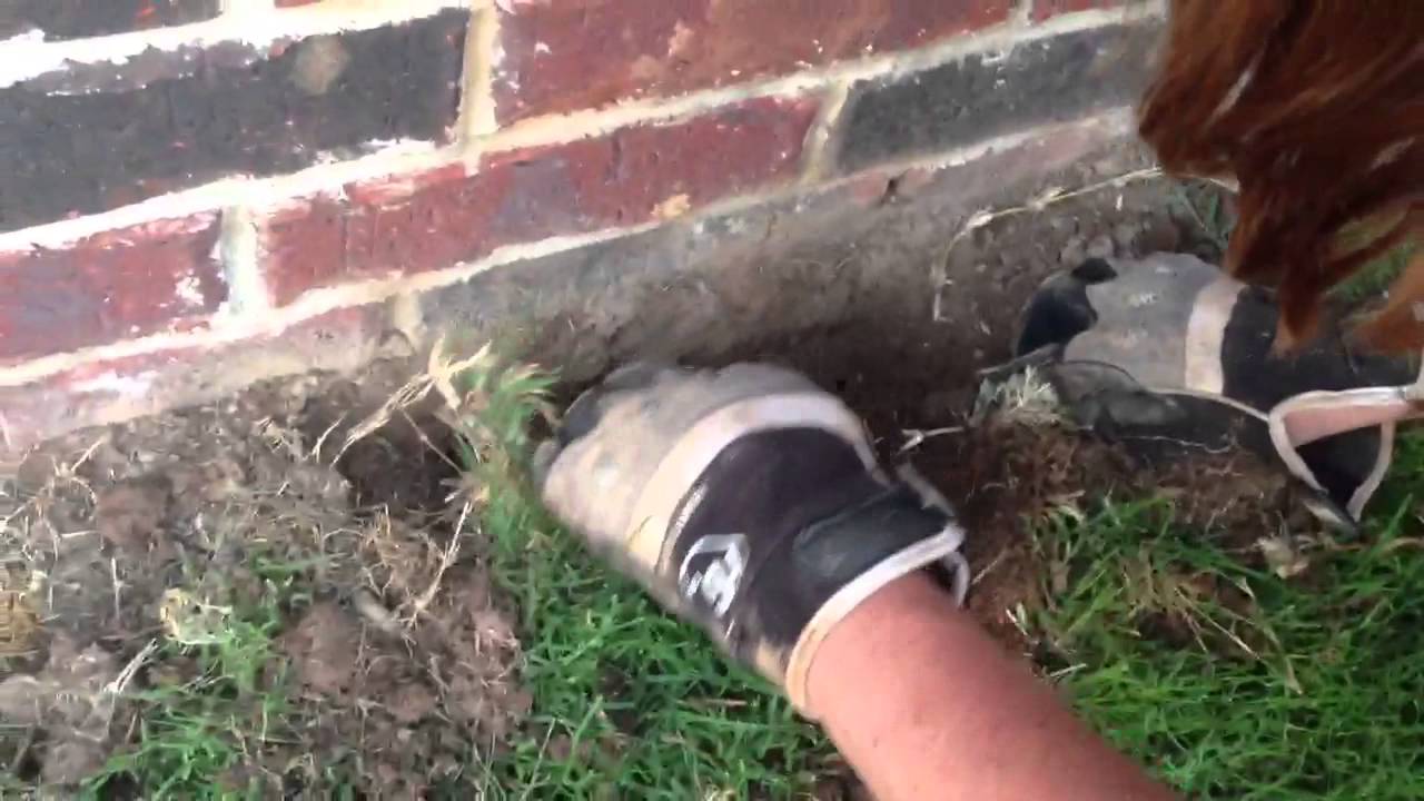 Catching a Mole alive - YouTube