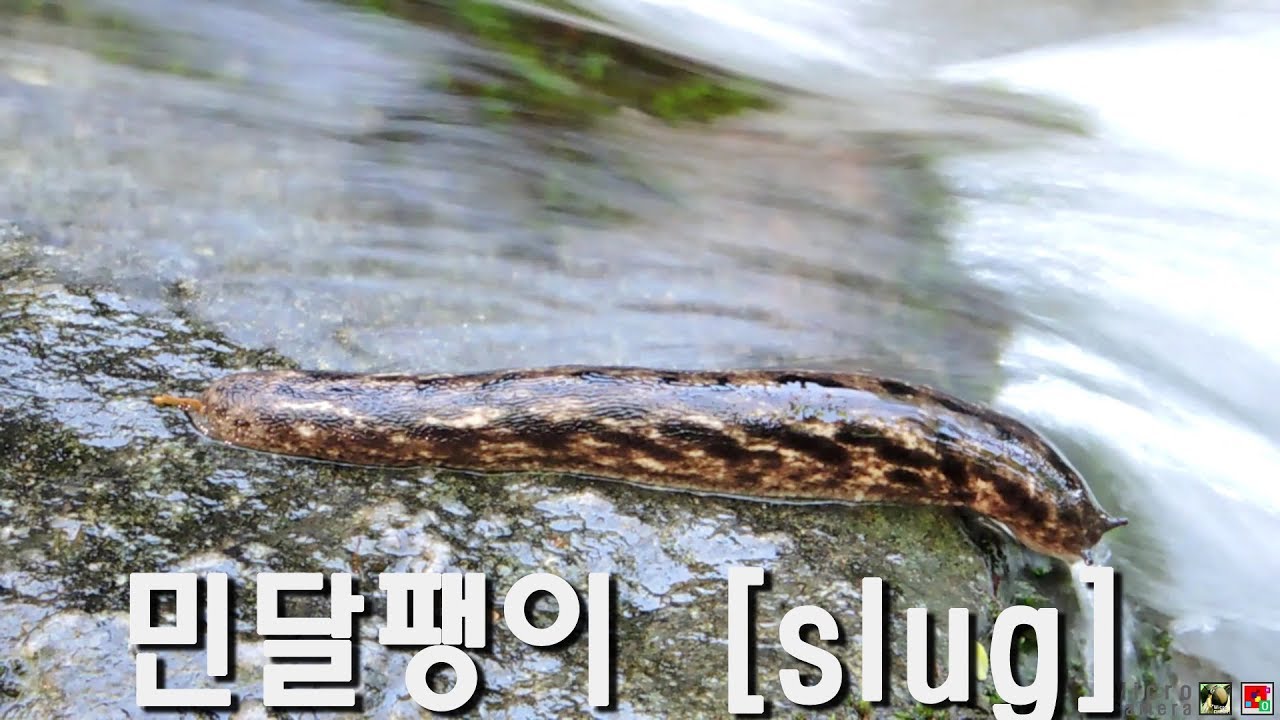 FM050103 Micro_Large slug 느릿한 민달팽이의 간편하게 물로 세수하기._마이크로 - YouTube