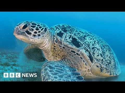 Sea turtles can talk, new study finds - BBC News - YouTube