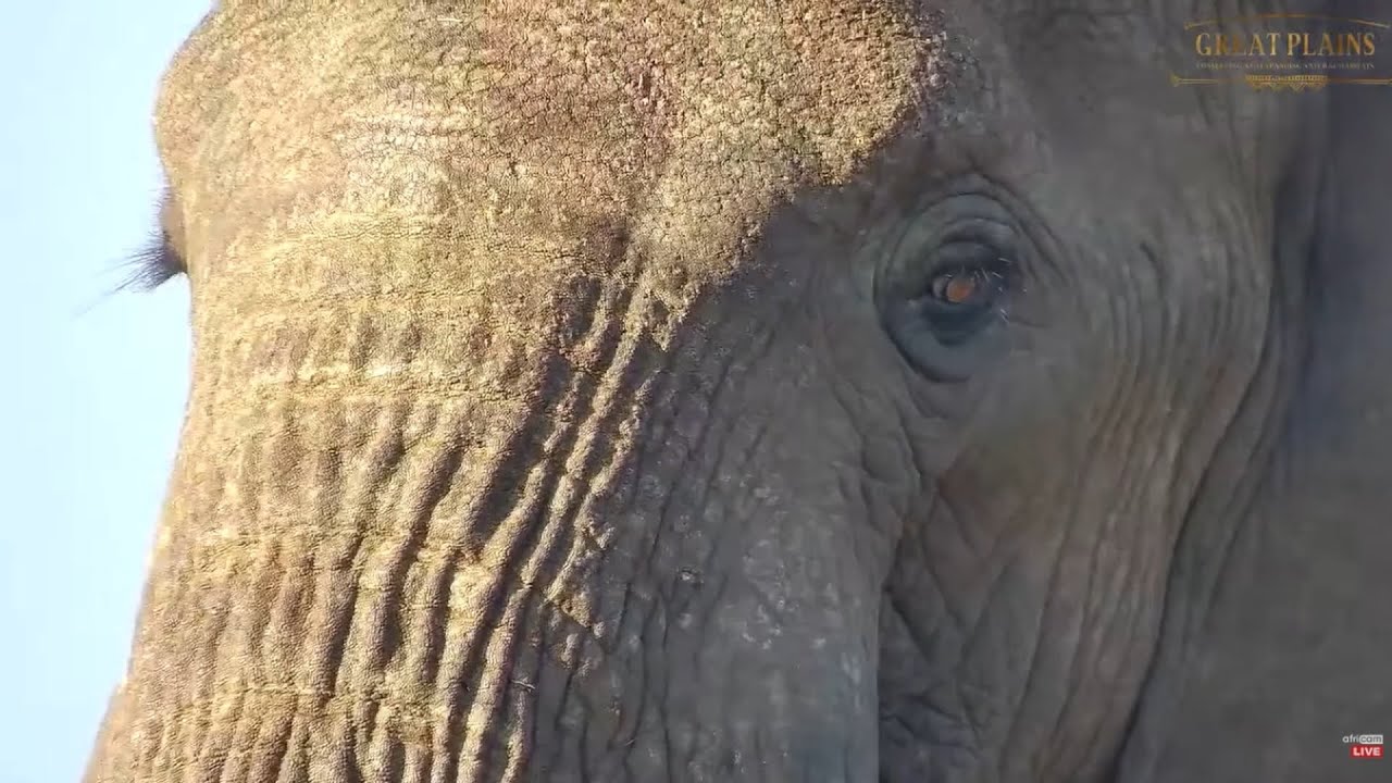 Elephant | ol Donyo 3 March 2023 - YouTube