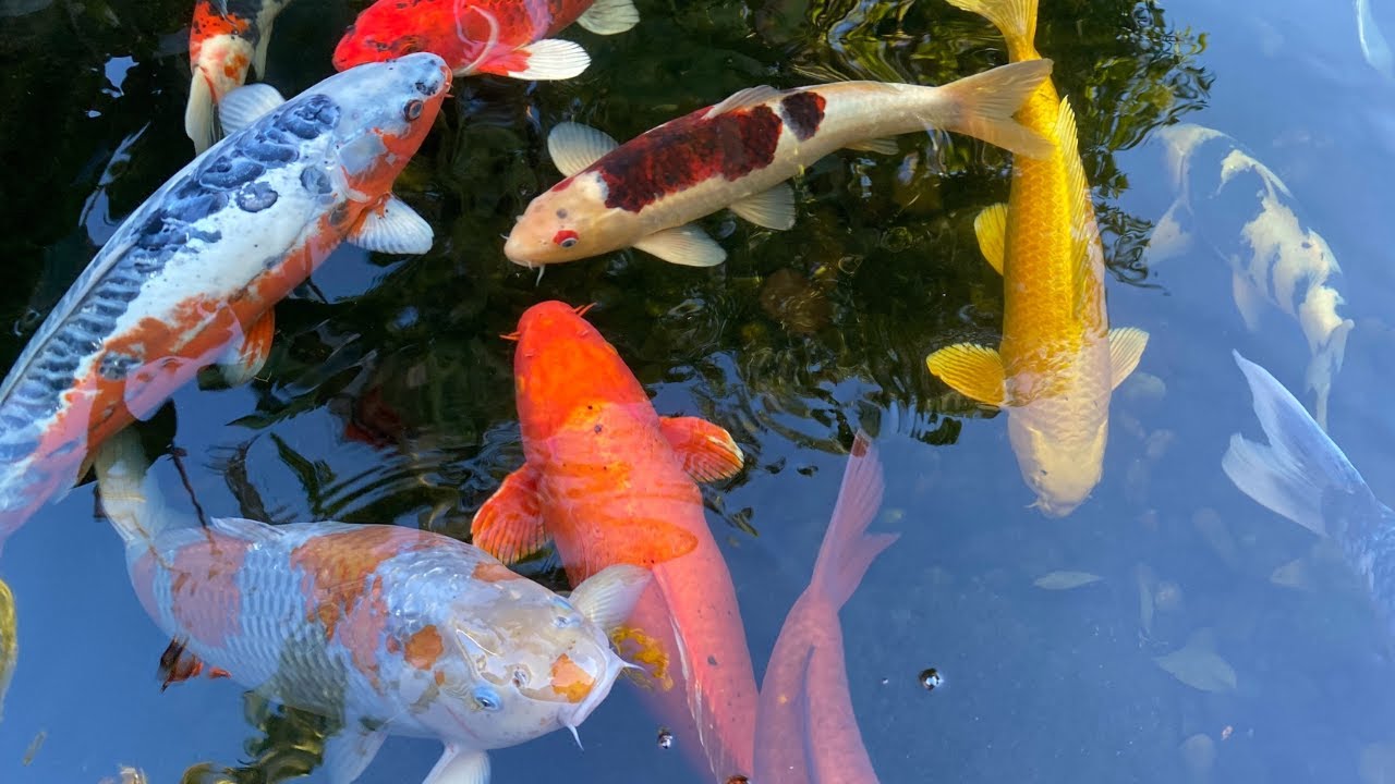 Relaxing Koi Pond and Koi Fish Swimming ASMR *Waterfall and Nature ...