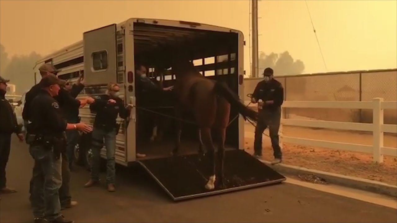How Horses Are Being Rescued From California Wildfires - YouTube