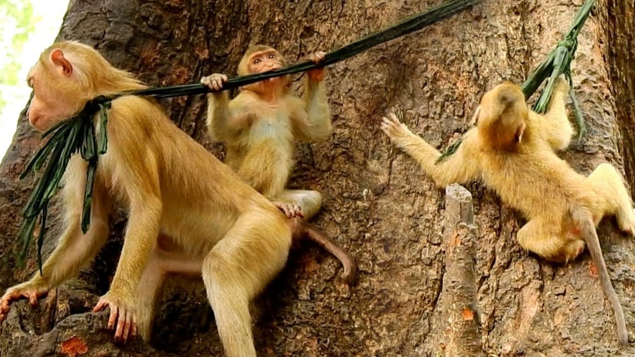 Rainbow training to climb trees with Lila - YouTube