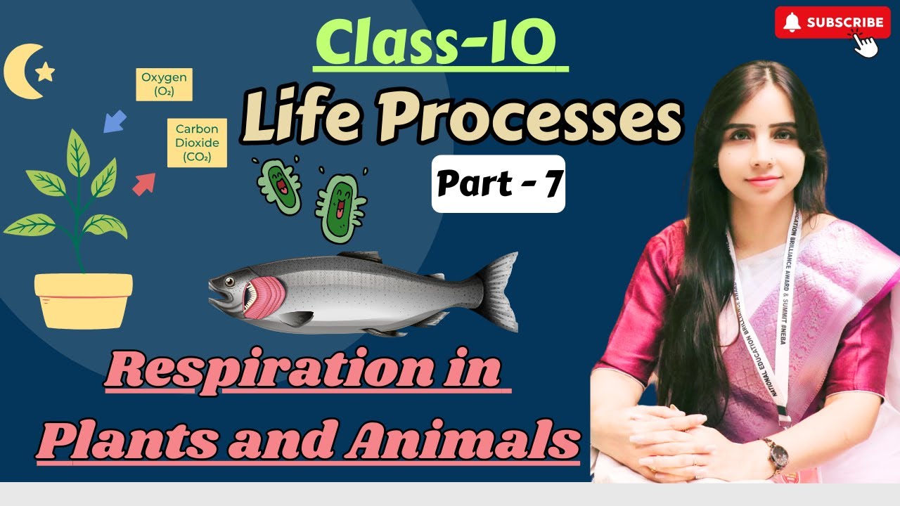 Class 10 science | Life Processes (Part - 6) | Respiration in Plants ...