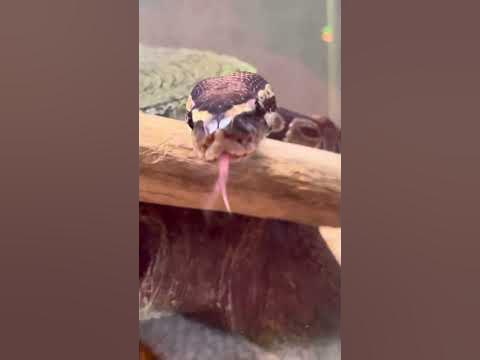 Cleo the ball python queen part 1. - YouTube