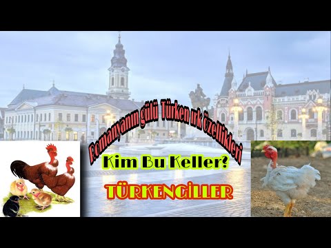 #türkenırközellikleri Kim bu kel tavuklar Türken ırk standartları verimi dayanıklılığı bahsettik