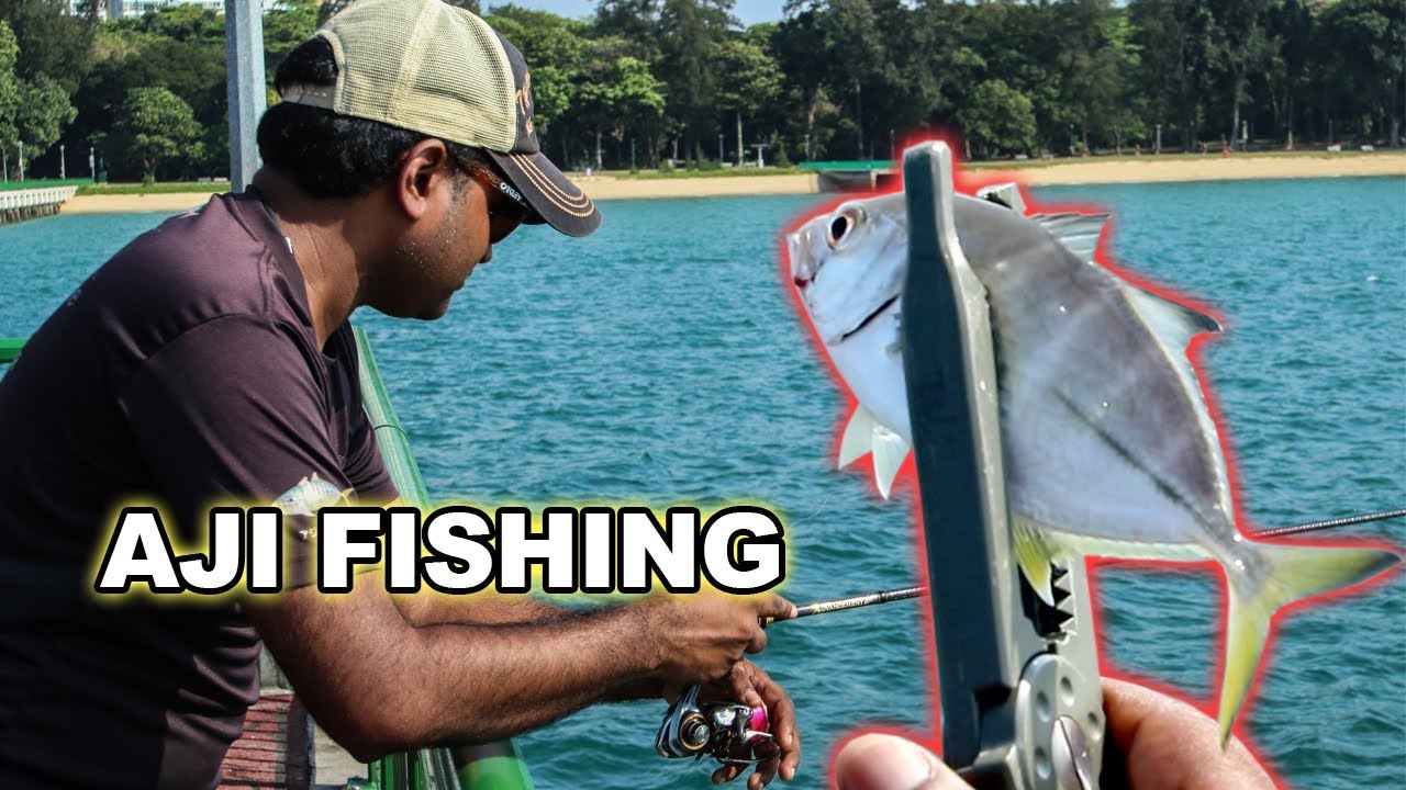 Aji Fishing At Bedok Jetty - YouTube