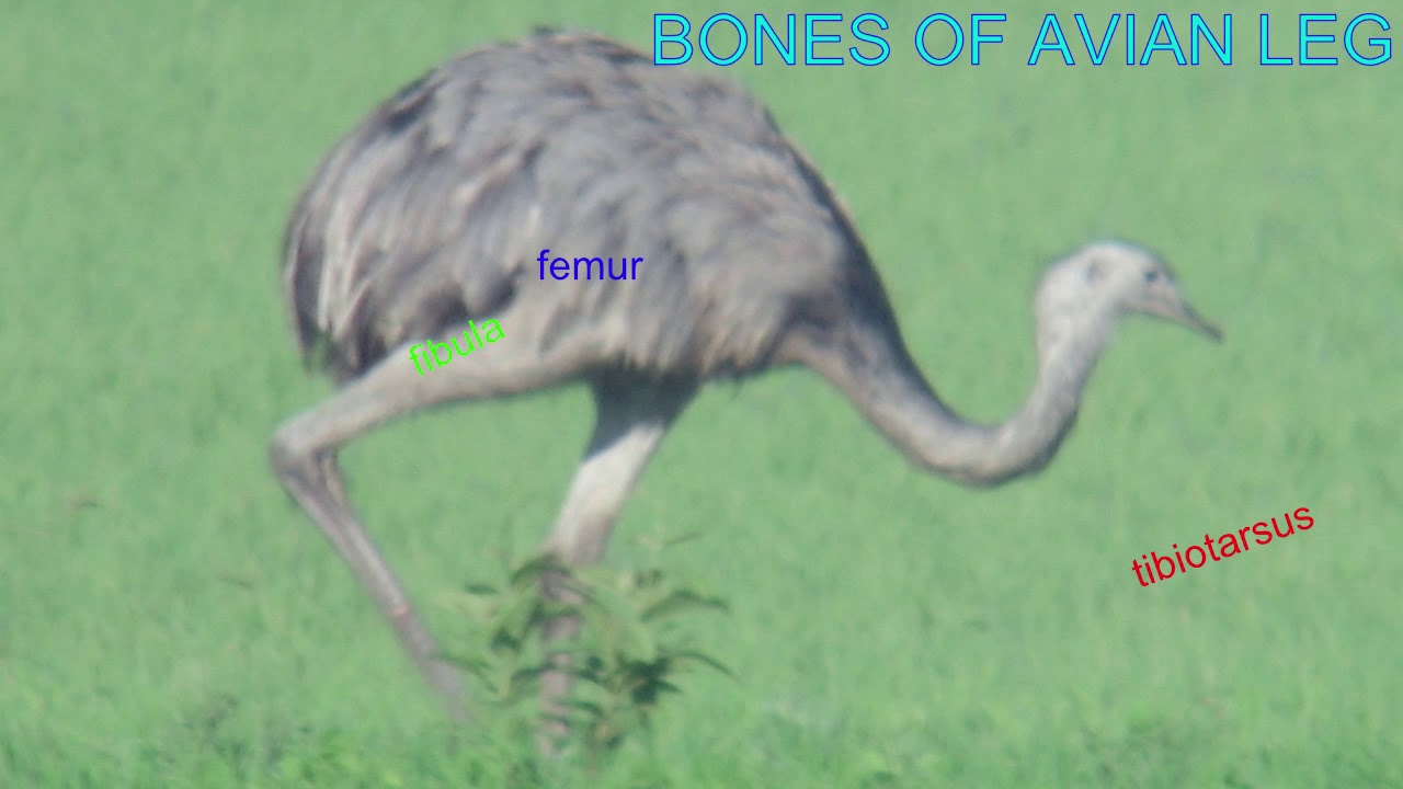 bones of theropod legs - YouTube