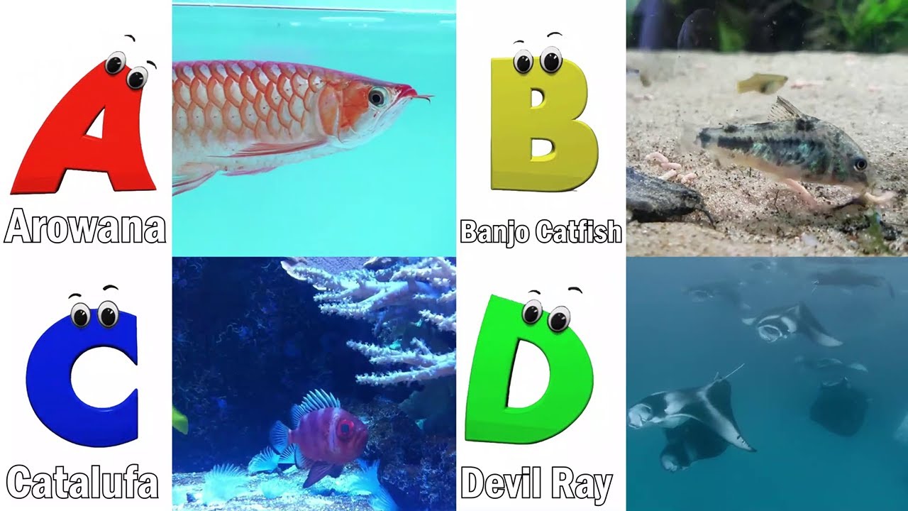Sea Animals ABC Song | Sea Animals Alphabet Song | Learn The Names of ...