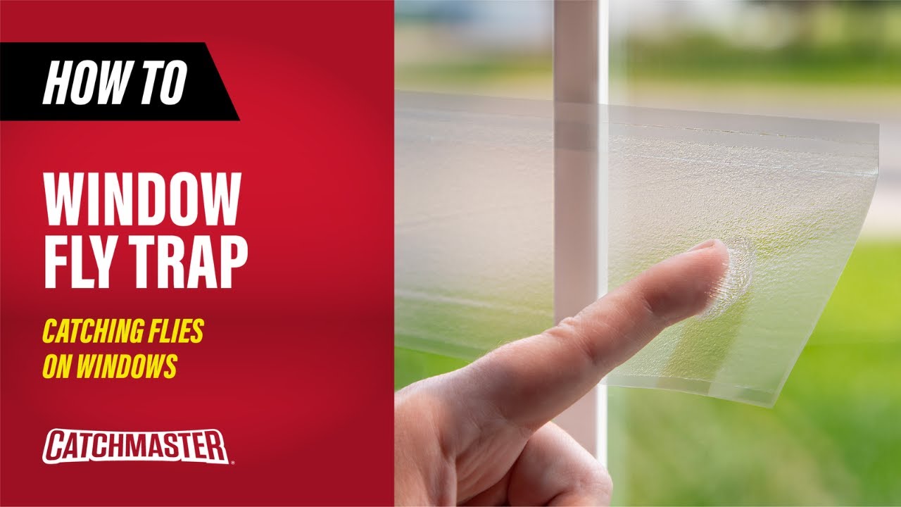 Catching Flies on Windows | Catchmaster Window Fly Trap - YouTube