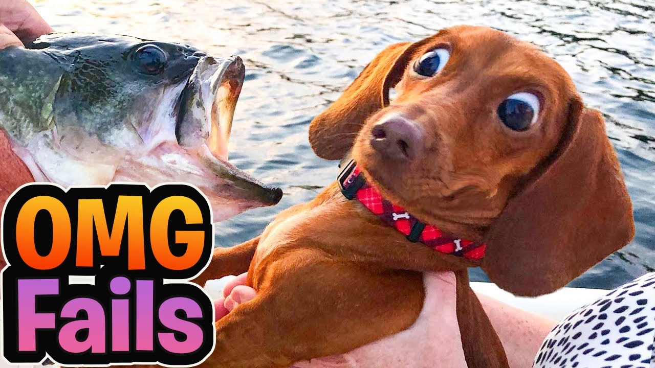Best Funny Pets videos😻 | Animals being stupid | Pet Fails #pets #funny ...