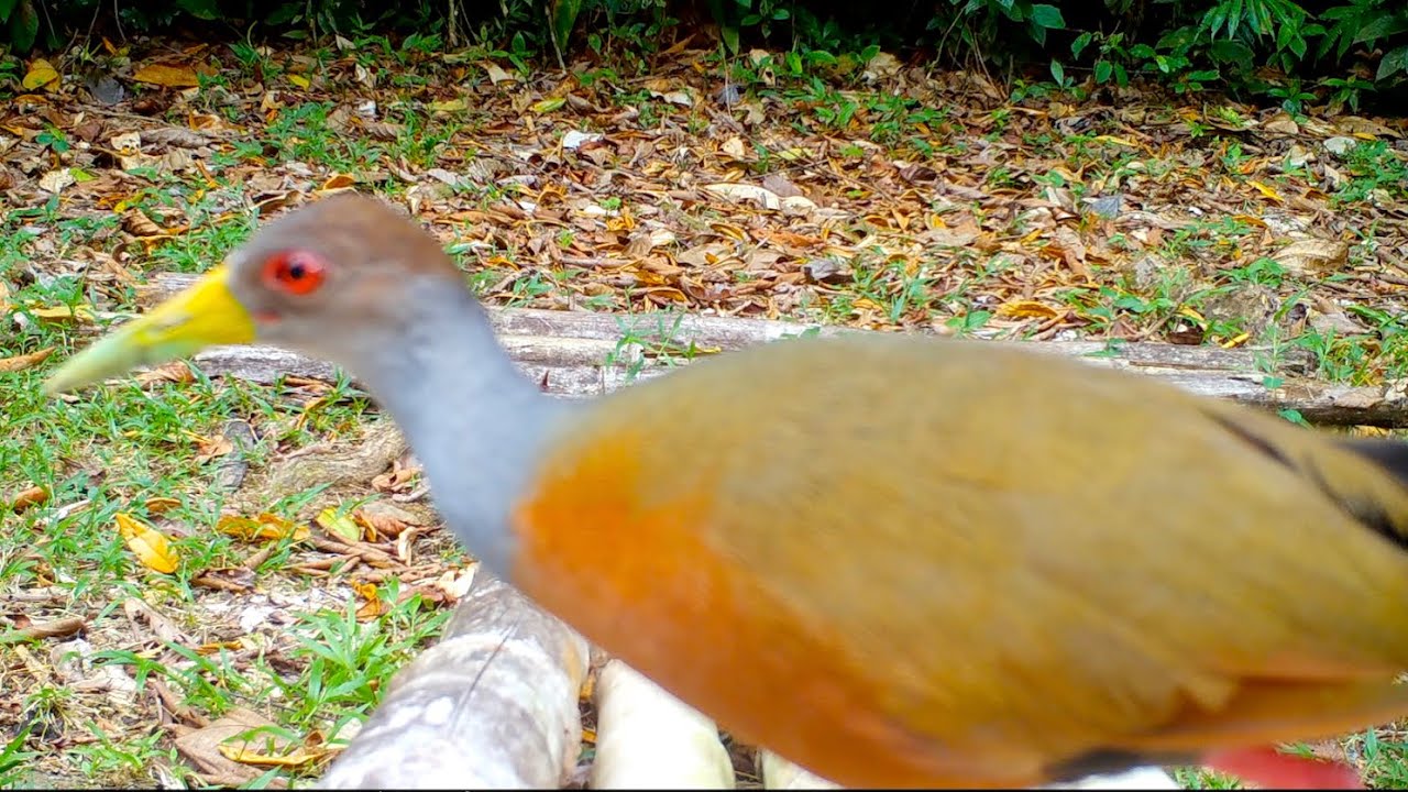 Amazing Birds and Bird Sounds of Costa Rica from Trail Cameras - YouTube