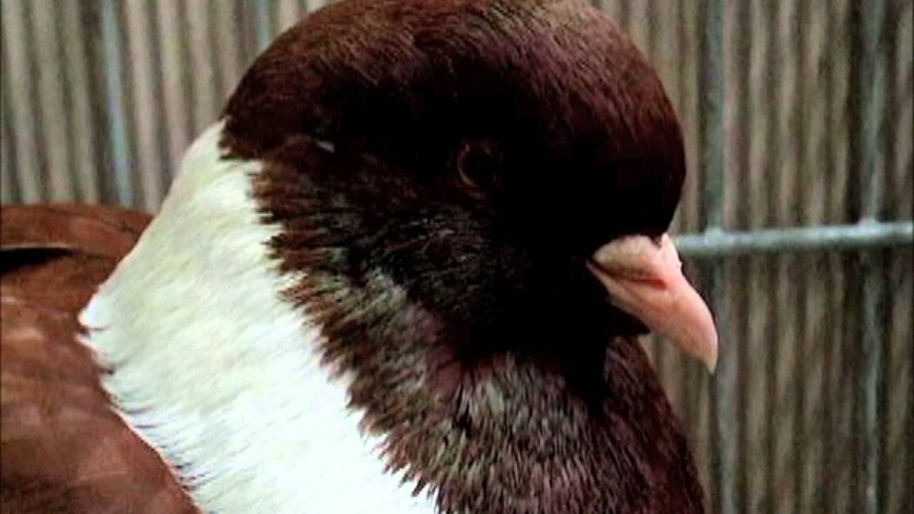 Strasser rot, Bayerische Landesgeflügelschau 2015, Pigeon Strasser ...