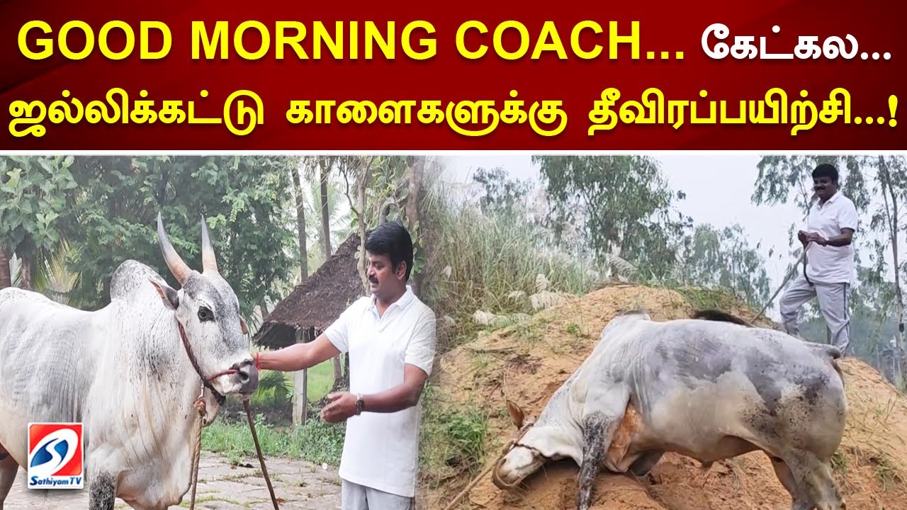 GOOD MORNING COACH..கேட்கல..ஜல்லிக்கட்டு காளைகளுக்கு தீவிரப்பயிற்சி ...