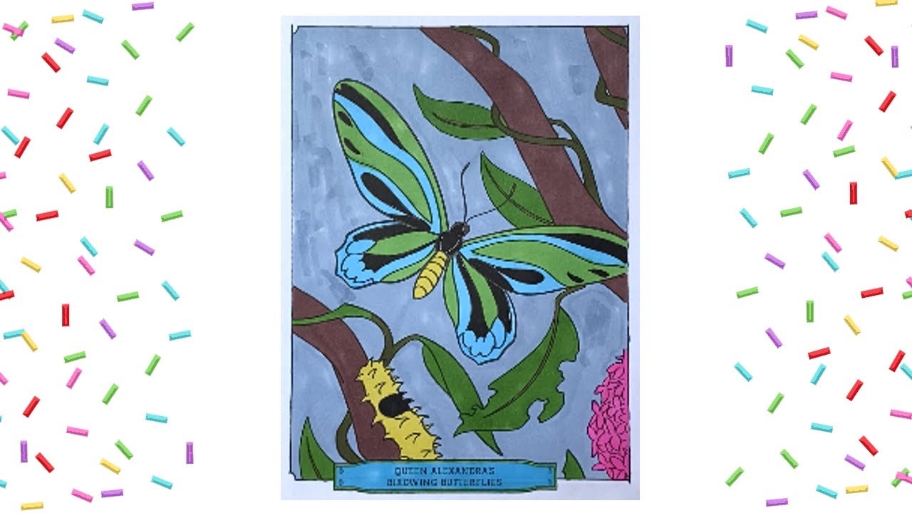 Coloring Queen Alexandra Birdwing Butterfly Insect Color Page with ...
