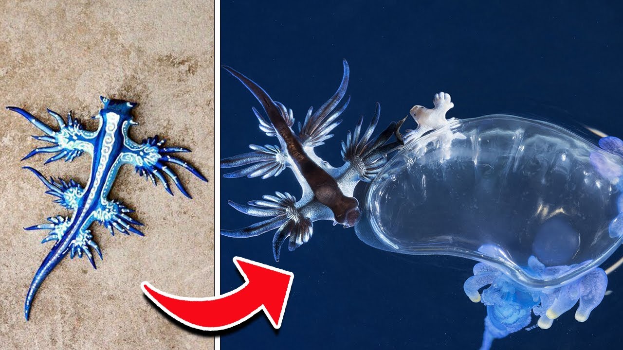 Blue Sea Dragon Fact You NEED To Know About! - YouTube