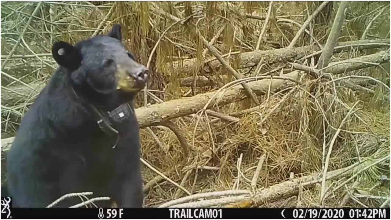 A look inside a bear den - YouTube