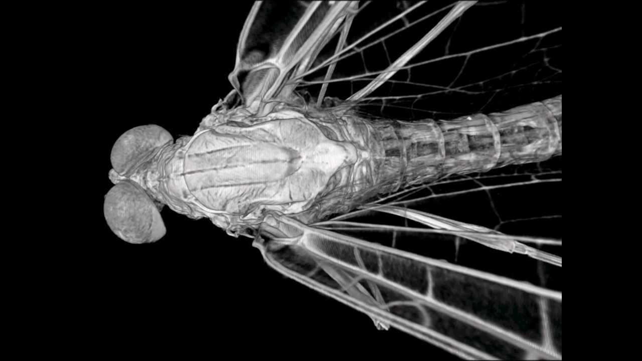 Micro-CT study of the anatomy of the male adult of the mayfly species ...