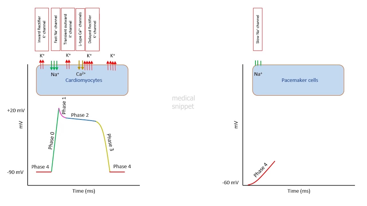 Cardiac Action Potential Drugs