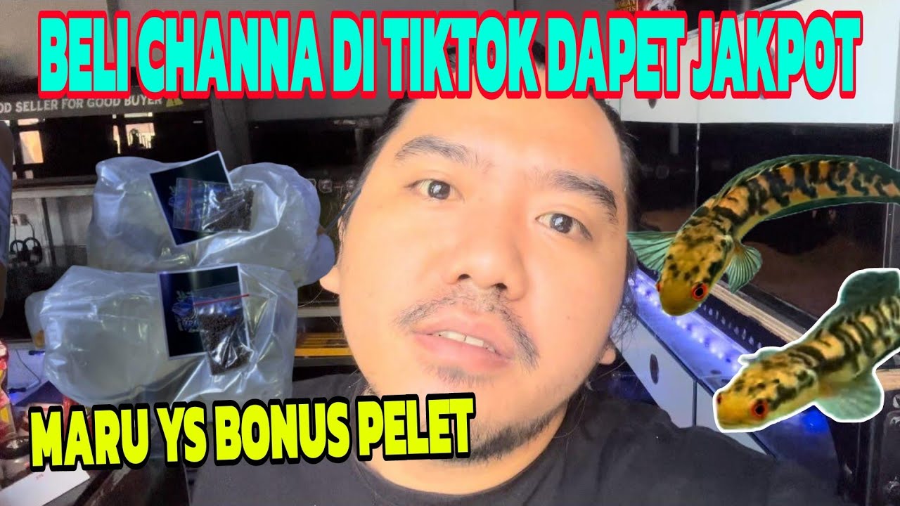 BELI MARU YS SIMET ,BAR TEBEL CUMA 40ribuan DISINI⁉️ - YouTube