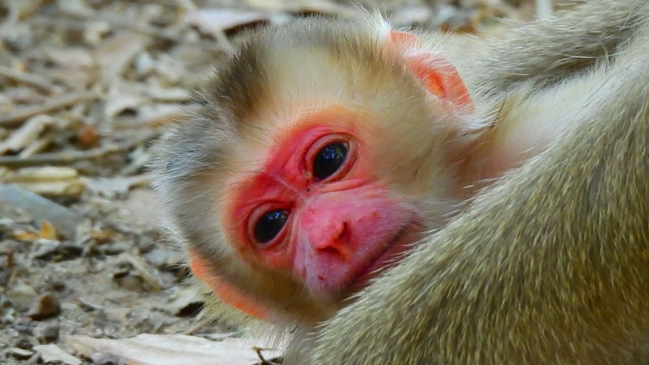 Oh. Mom, monkey Joyce, is so tired. Now, monkey Joyce is relaxing on ...