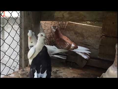 Serbian Highflyer Pigeon with beautiful colors S.V.L 2020 - YouTube