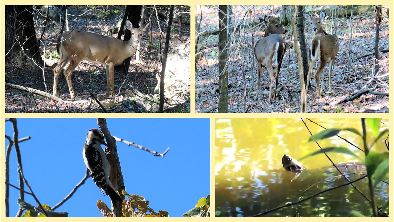 Hiking on a spectacular Tuesday morning at Iroquois Park, October 8 ...