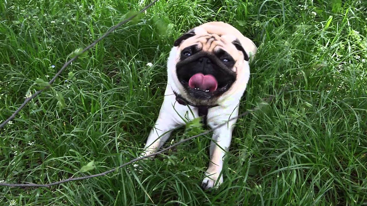 Pug Mao breathing heavily - YouTube