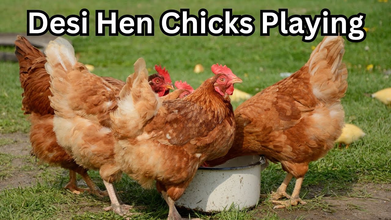 Desi Hen Chicks Playing | Cute Baby Chicks | Adorable Playtime - YouTube