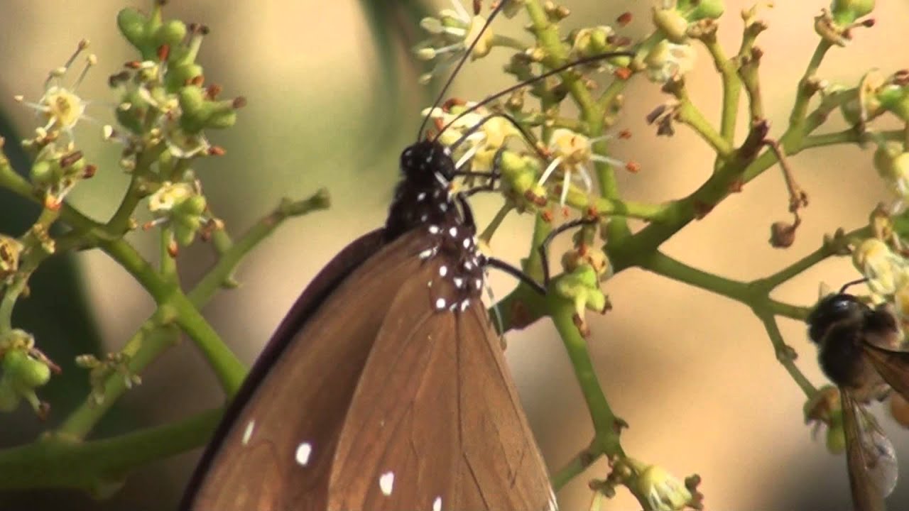 Butterfly in Action - YouTube