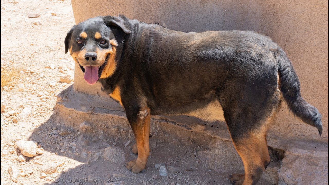 Watch drug cartel dog abandoned at the border get his picture taken ...