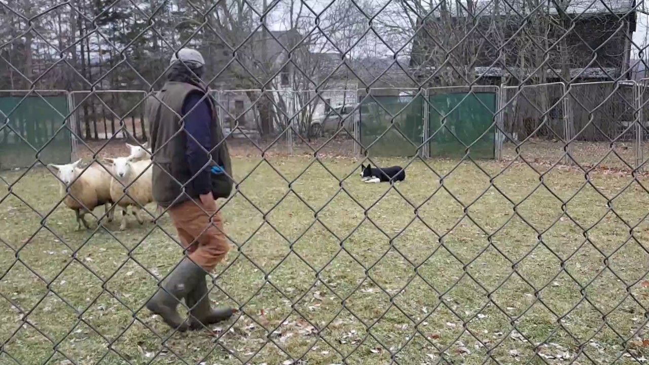 Sheepdog training in a round pen - YouTube