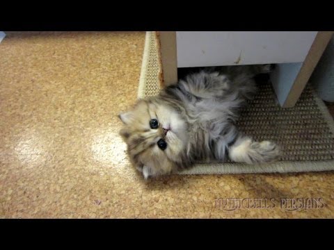 12 07 11 Persian kitty Sahara has fun too, mother of the K Litter