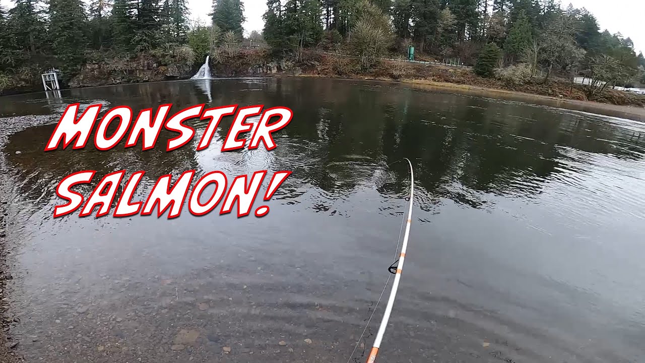 MONSTER SALMON FISH-ON! Fall Coho Salmon River Fishing! Another Fishing ...