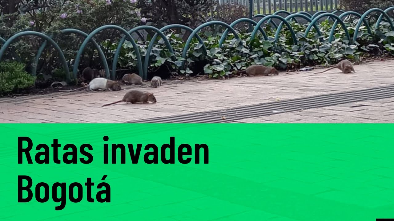 Invasión de ratas en Bogotá afecta varias localidades - YouTube