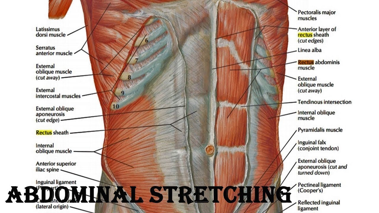 The Abdominal Stretch | English - YouTube