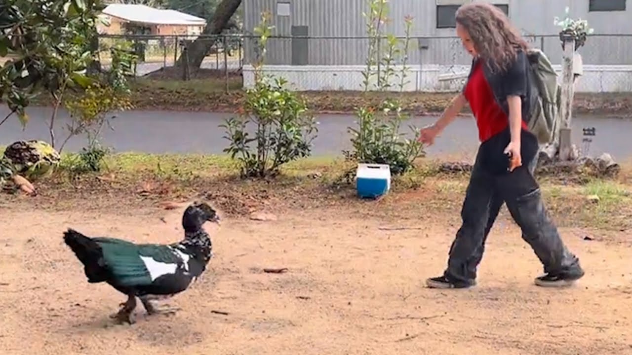 Animals Reuniting with Their Owners Prove That Love Always Finds Its ...