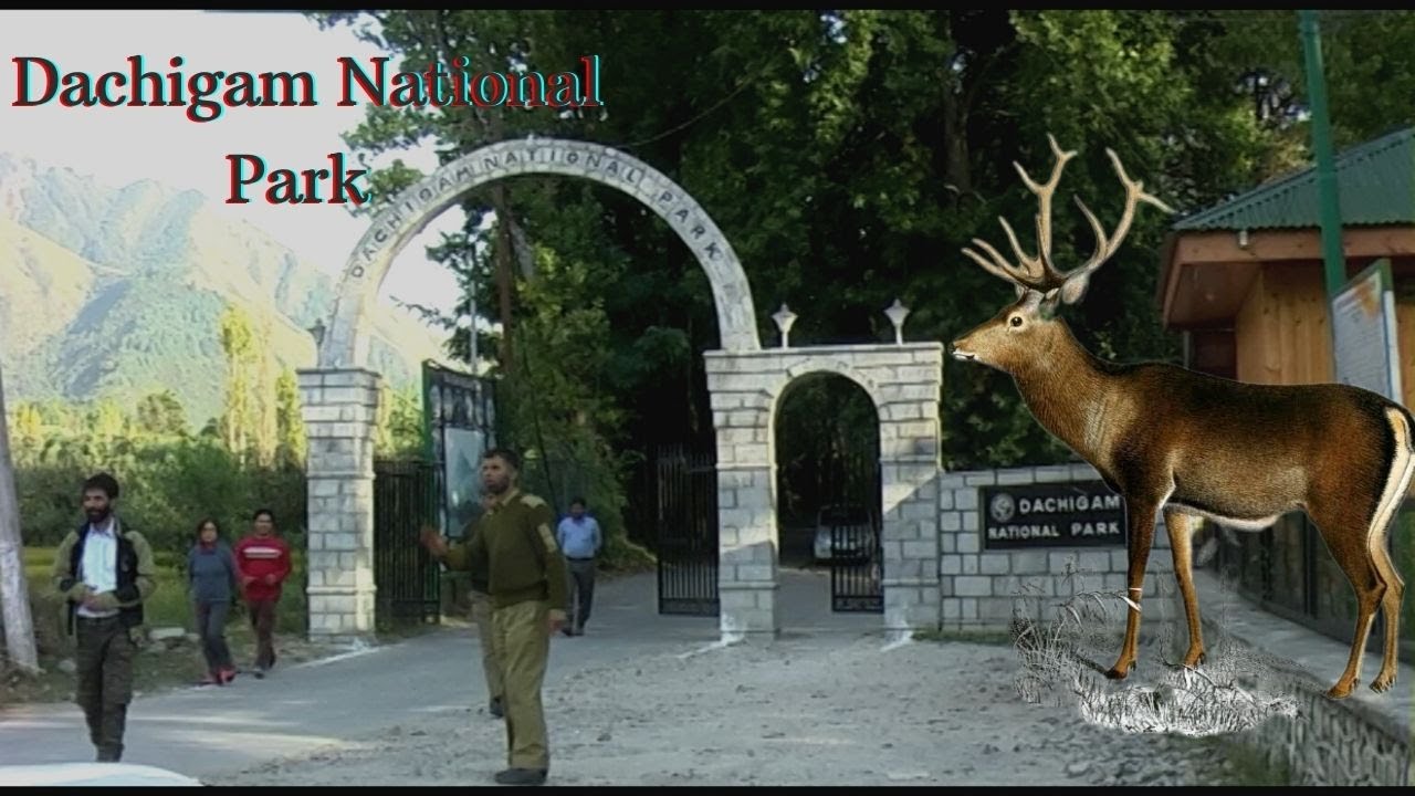 Dachigam National Park I Srinagar I J & K I India I Kashmir Stag I ...
