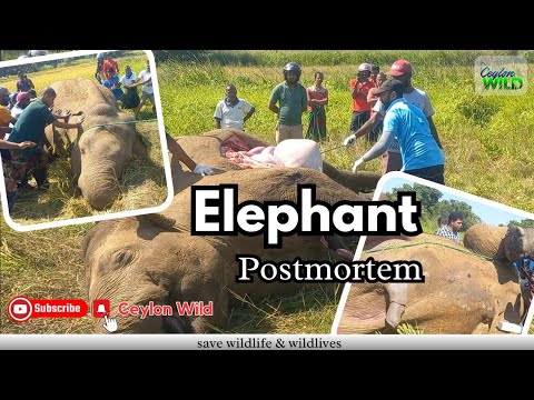 Death Elephant Postmortem #யானை #අලියා Sri Lanka Animals @Ceylon_Wild - YouTube