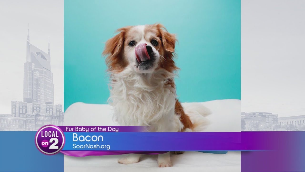 Adopt Little Bacon Today - YouTube