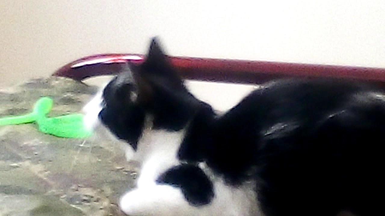 Un gato saboreando - YouTube