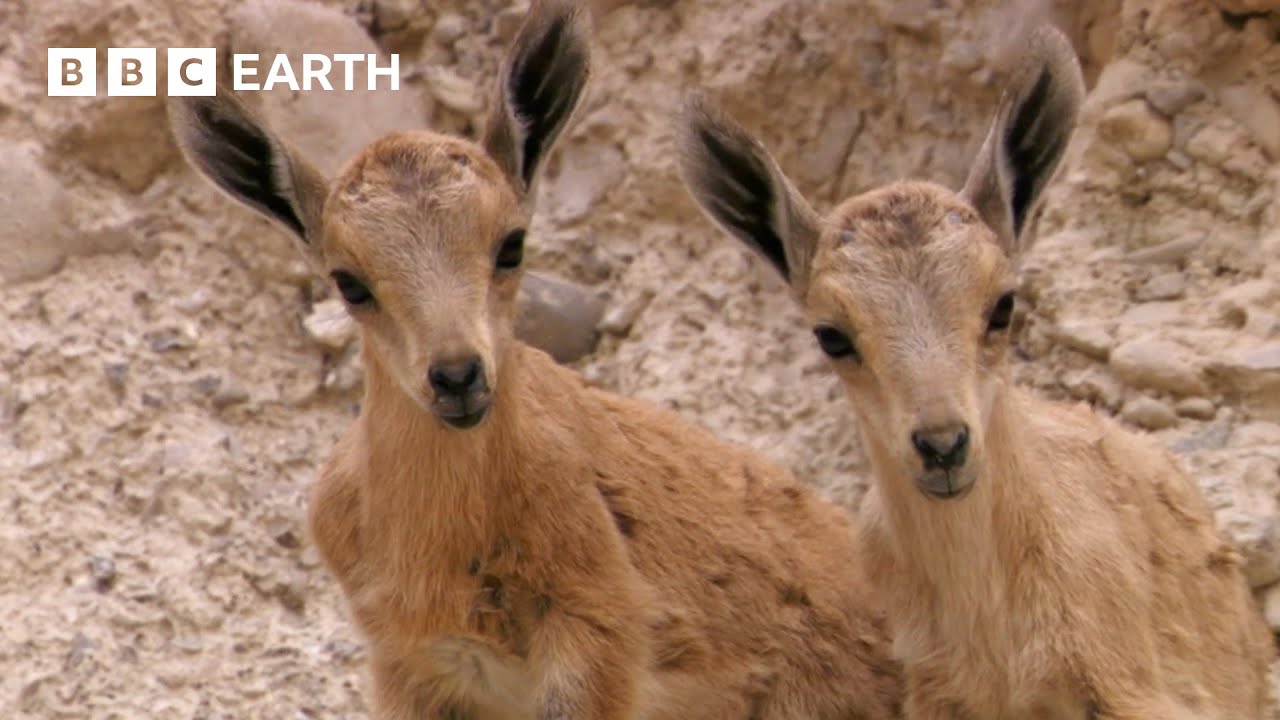 Baby Ibex vs Fox on a Cliff Edge | Growing Up Wild | BBC Earth Kids ...