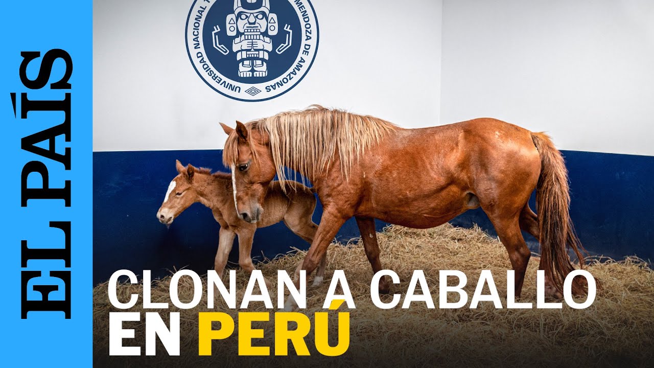 PERÚ | Investigadores logran clonar un caballo autóctono de Perú | EL ...