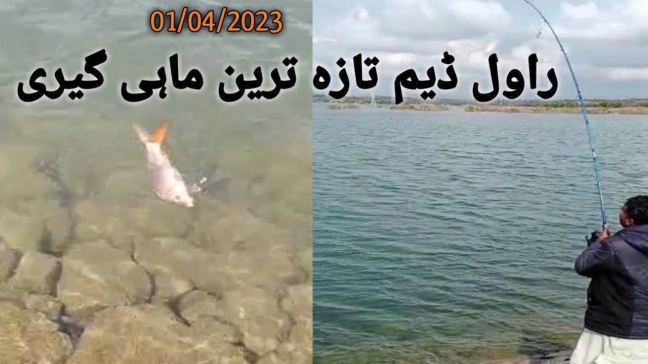 Rawal dam latest fishing 01/04/2023 | Gulfam fishing 2023 | @FISHING ...