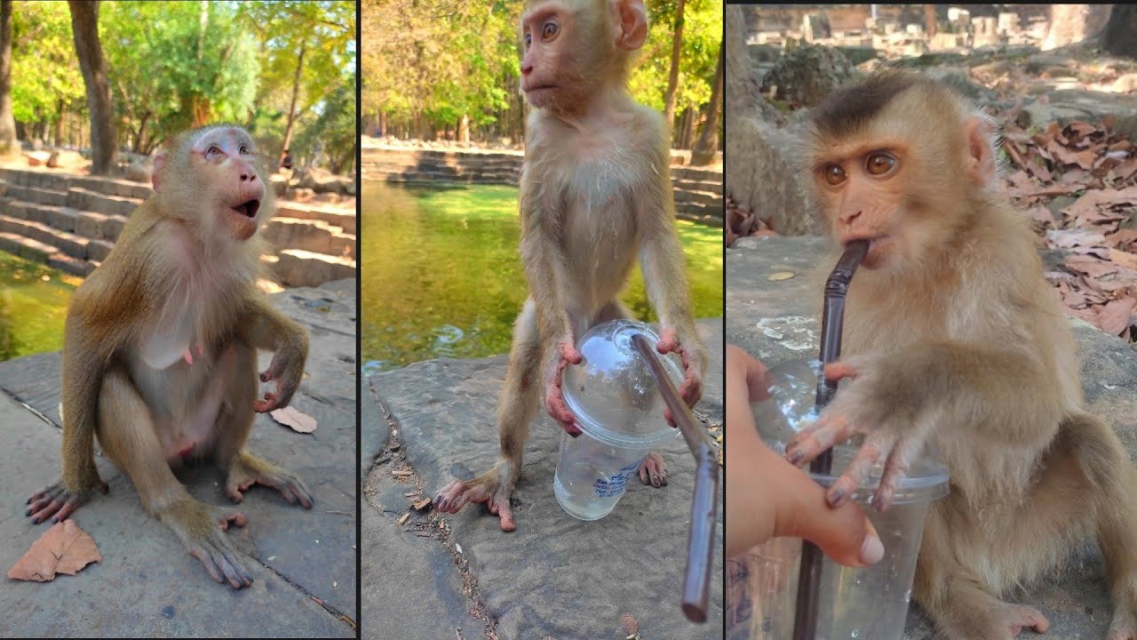 Perfect shooting - cute monkeys behavior ️🐒🙏🤩 - YouTube