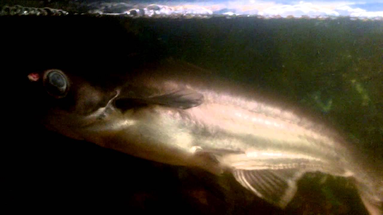 Vendo tiburón Pangasio ycarpa sanos asepto ofertas - YouTube