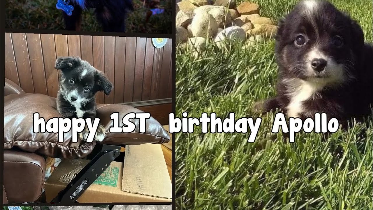 Happy 1st Birthday Apollo!! - YouTube