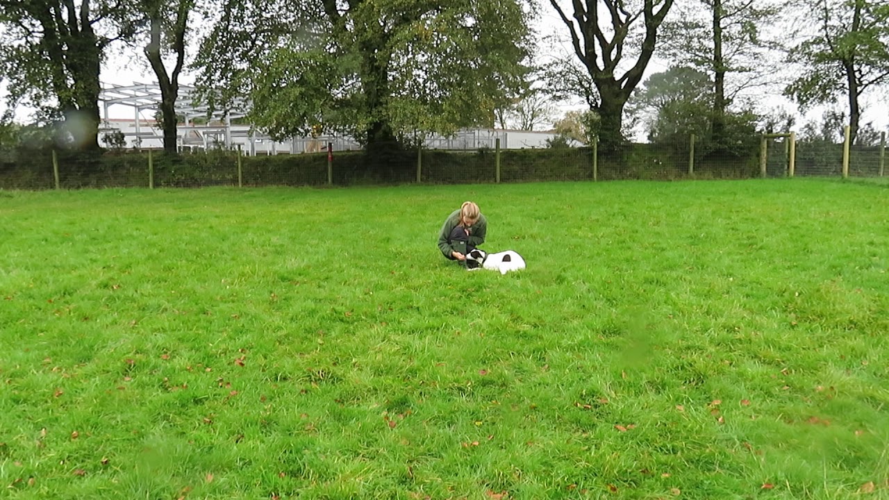 Fleckle training - YouTube