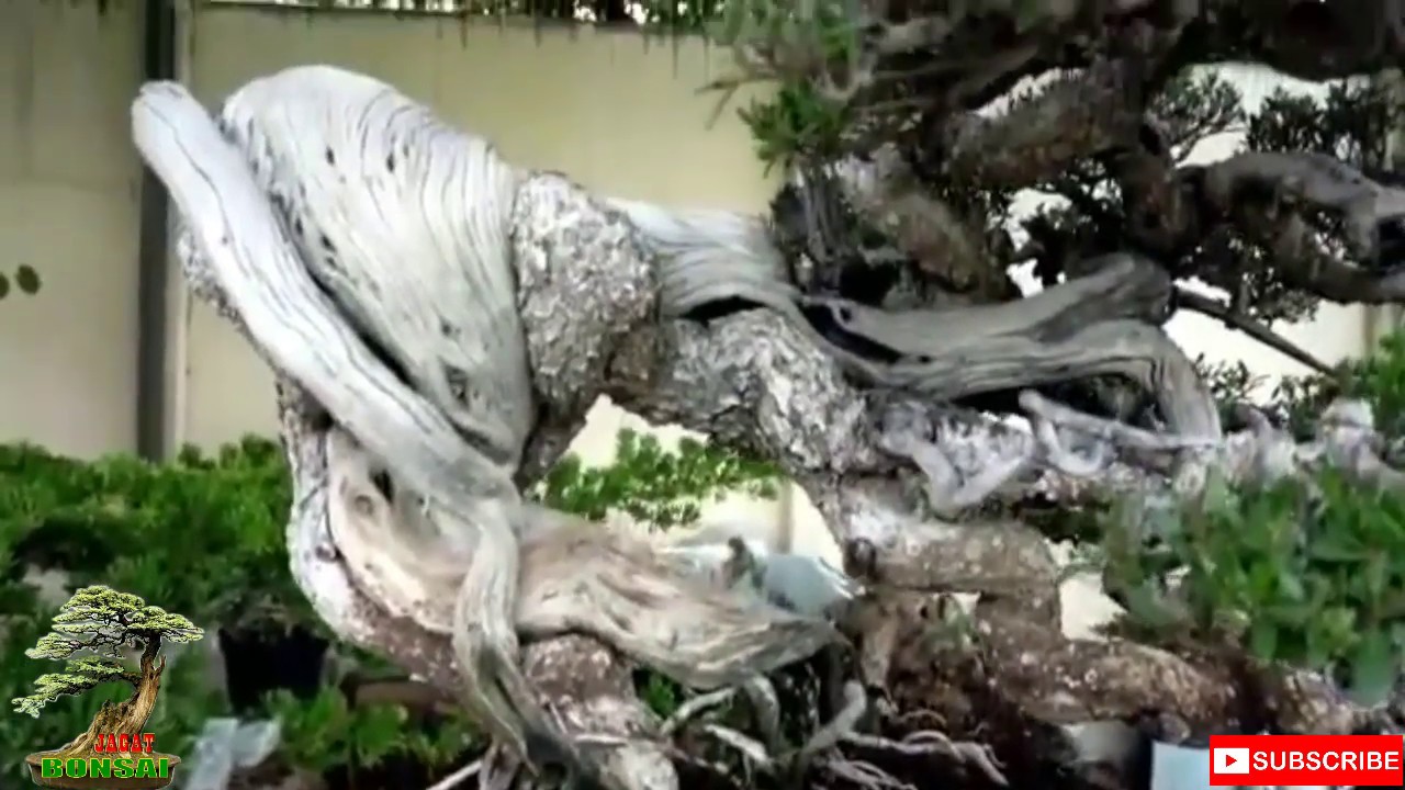 CHAMPION OF THE WORLD-CLASS BONSAI COLLECTION CONTEST - YouTube