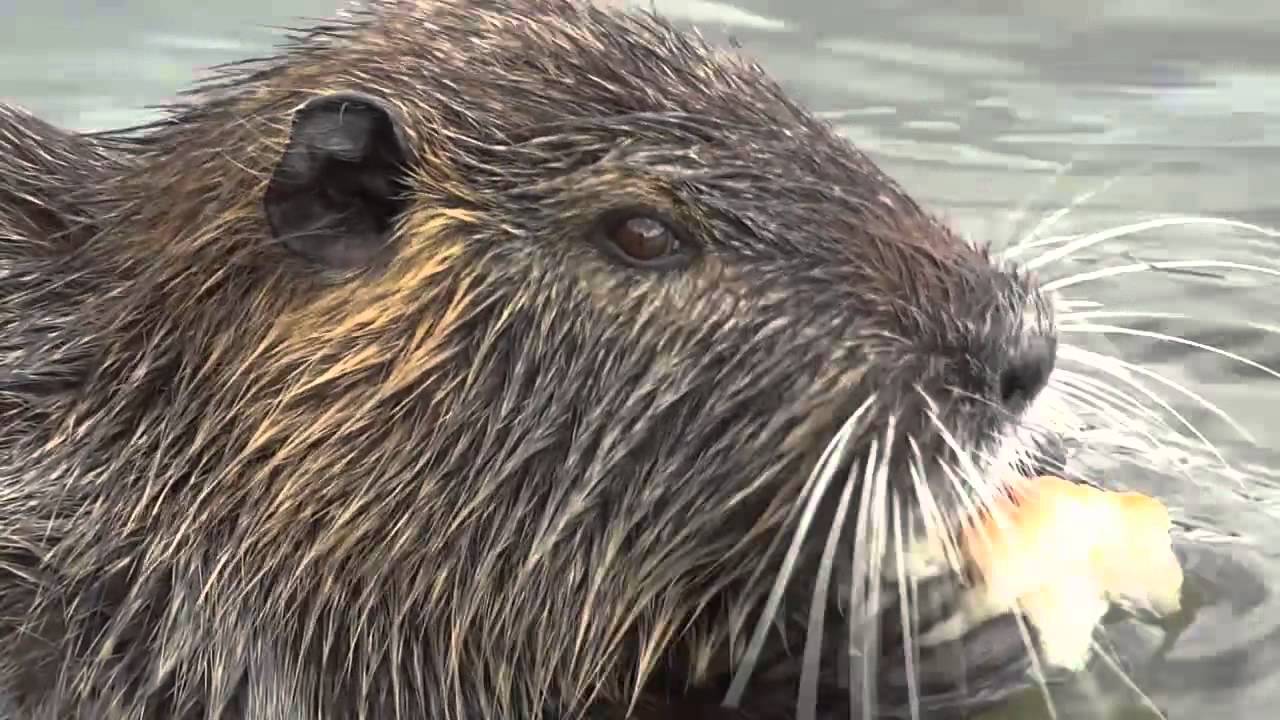 Ragondin : sur la piste du ragondin de conflans - YouTube